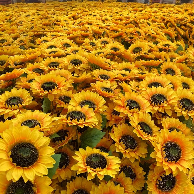 Australia's Biggest Morning Tea - DAFF Adelaide's Biggest Morning Tea
